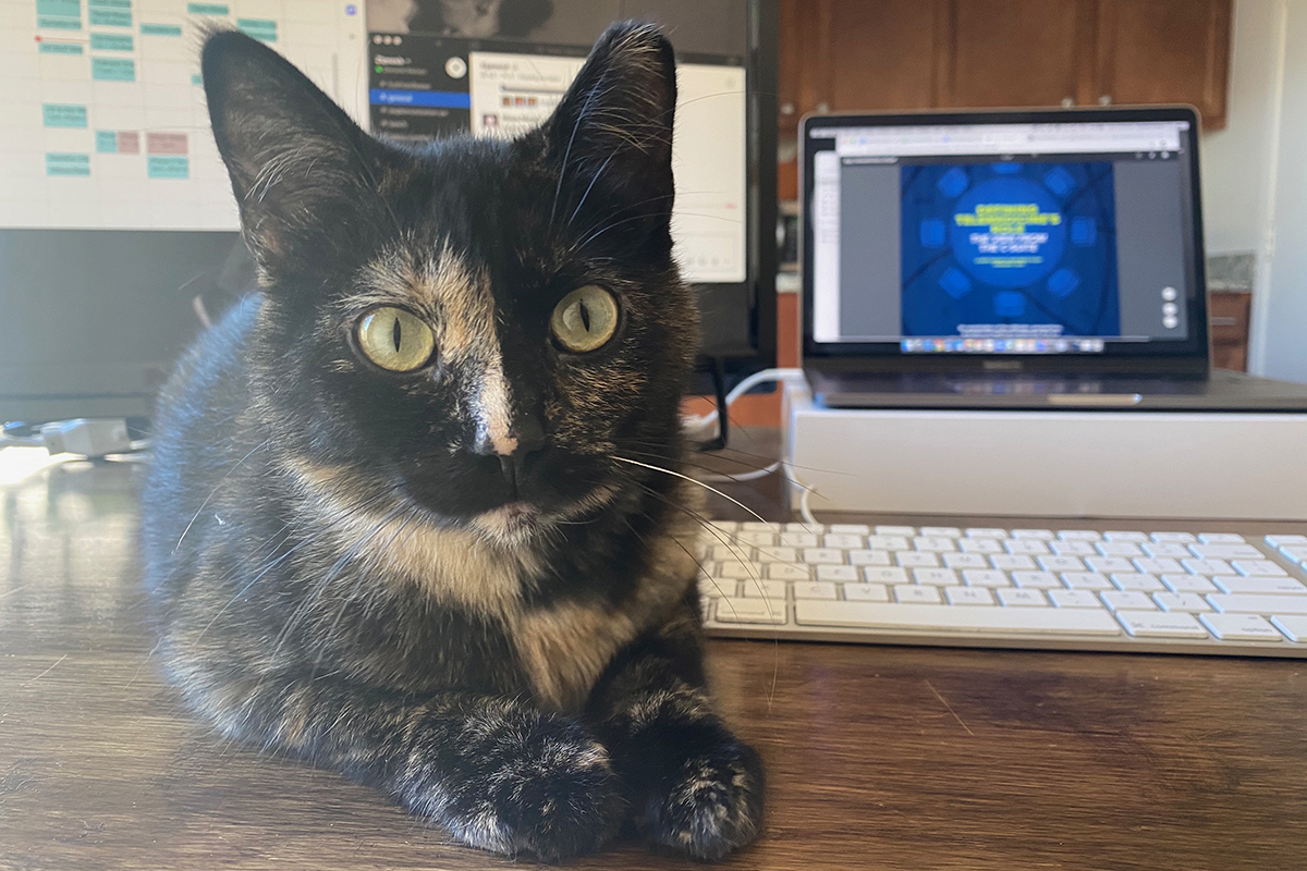 The unsung heroes of 2020: our pets | Fabric Blog