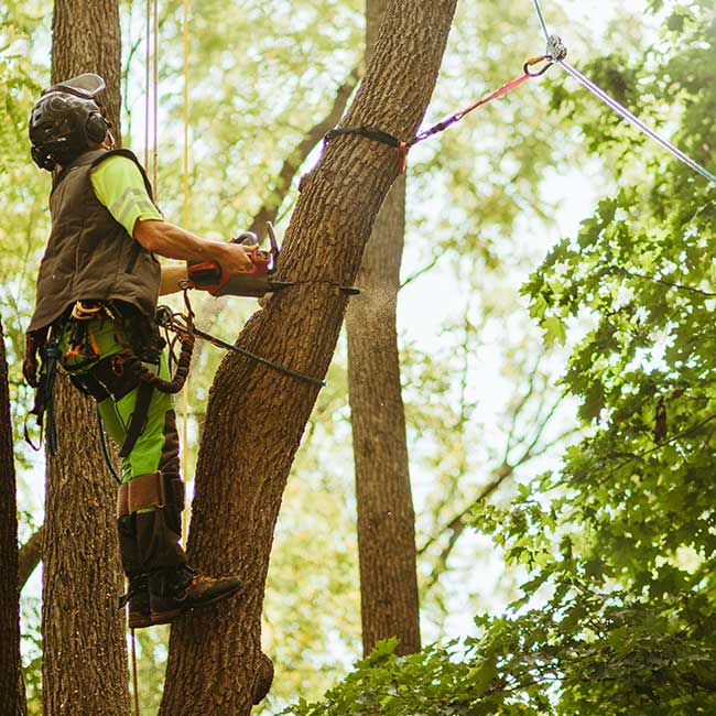 About Momentum Tree Experts | Certified Arborist - Tree Care in Michigan