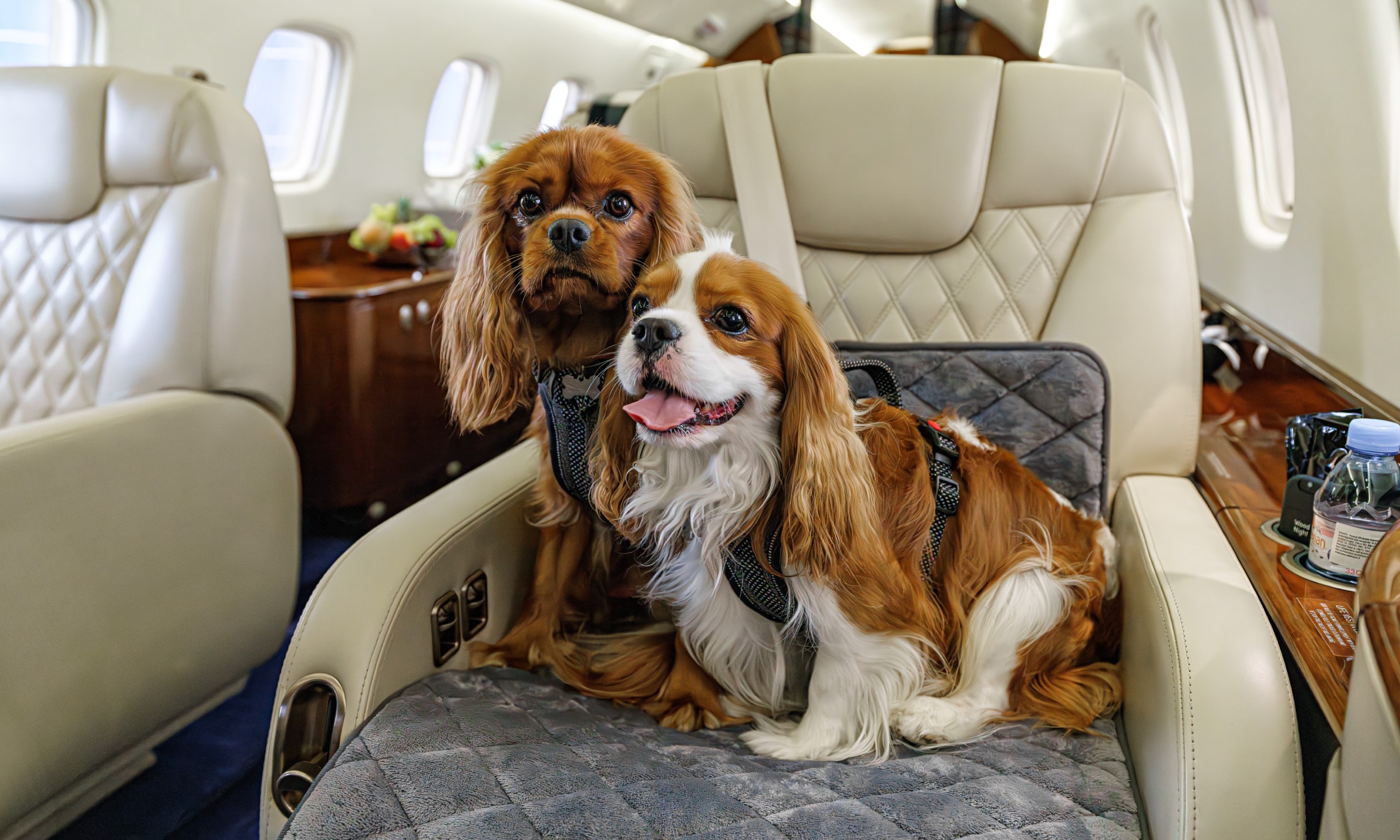 Dogs are welcome on Union Aviation boards