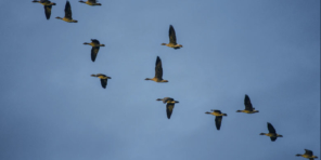 Database Deployments: State or Database Migration?