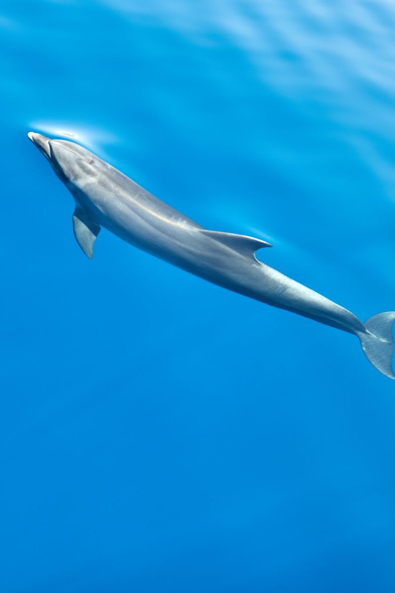 Fly Fishing Tips | Fly Fishing For Beginners | Frontier Anglers