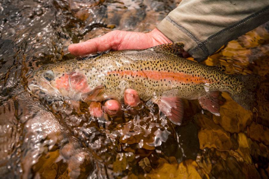 OnWater Fish Blog: Insights for Every Angler