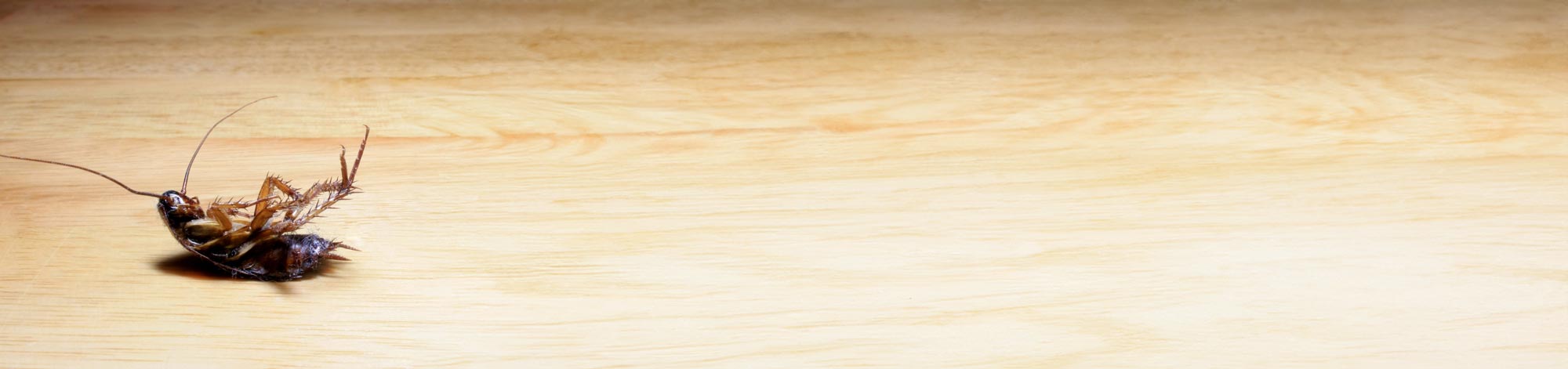Pest Control in Venus, TX | Preston Pest Service