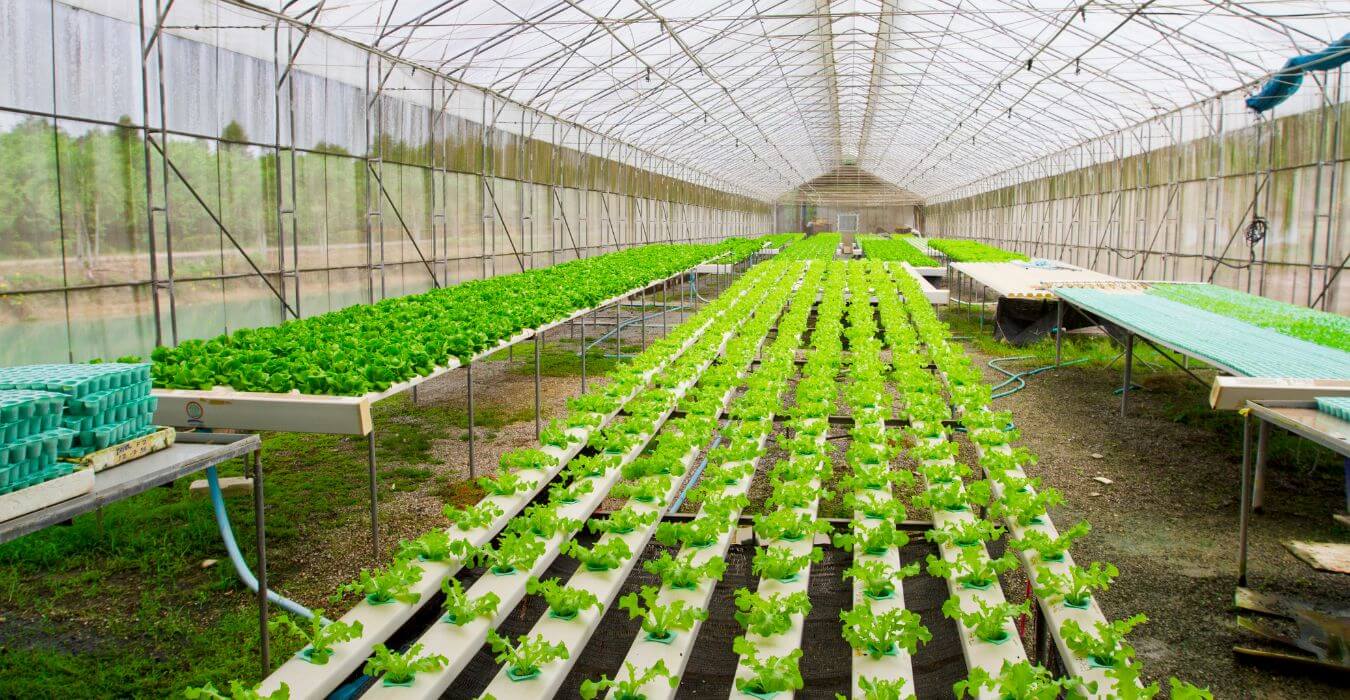 Hydroponic Farming: Revolutionizing Agriculture for a Sustainable ...