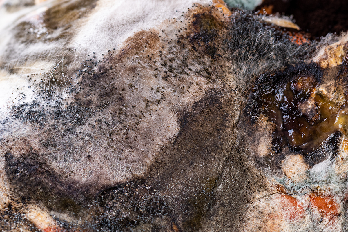 Understanding Mold: Causes, Effects, and Prevention