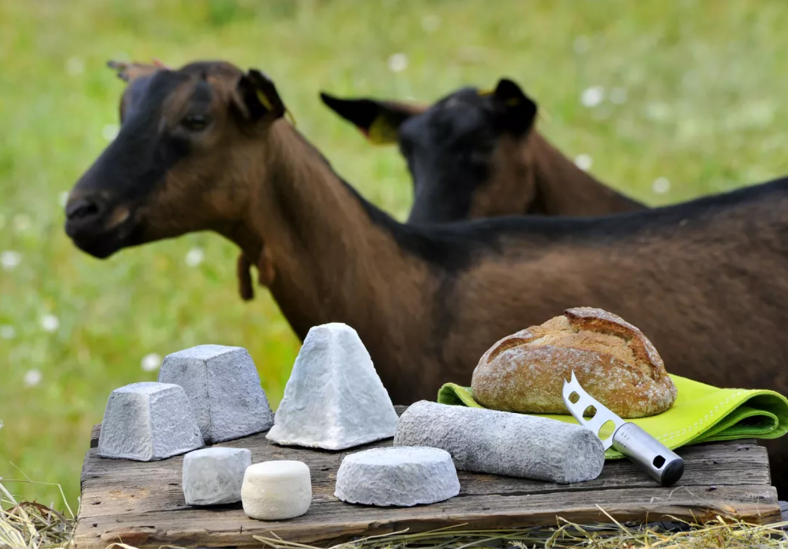 Biquette Vallée - du producteur au consommateur - Ferme Facile