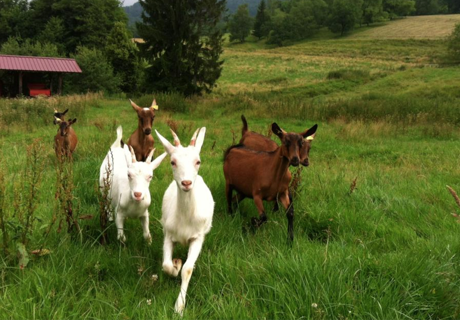 Les Chèvres de l'Epine - du producteur au consommateur - Ferme Facile
