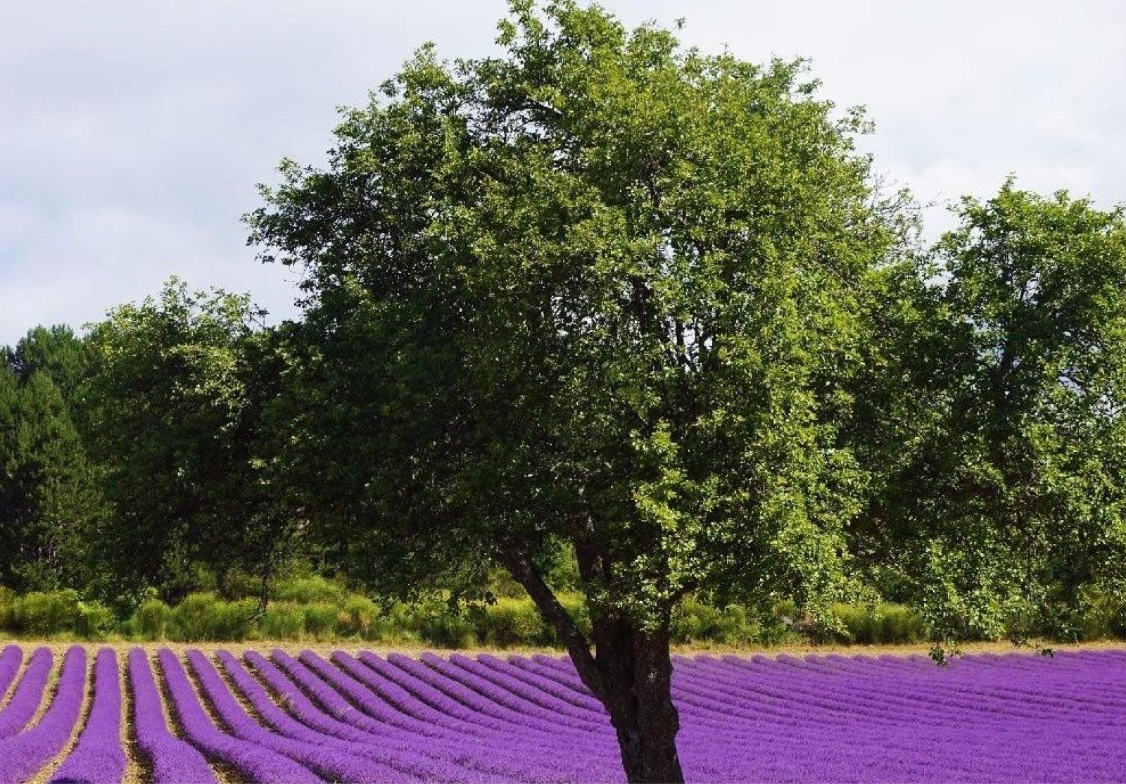 Les Lavandes du GAEC Champelle - du producteur au consommateur - Ferme ...