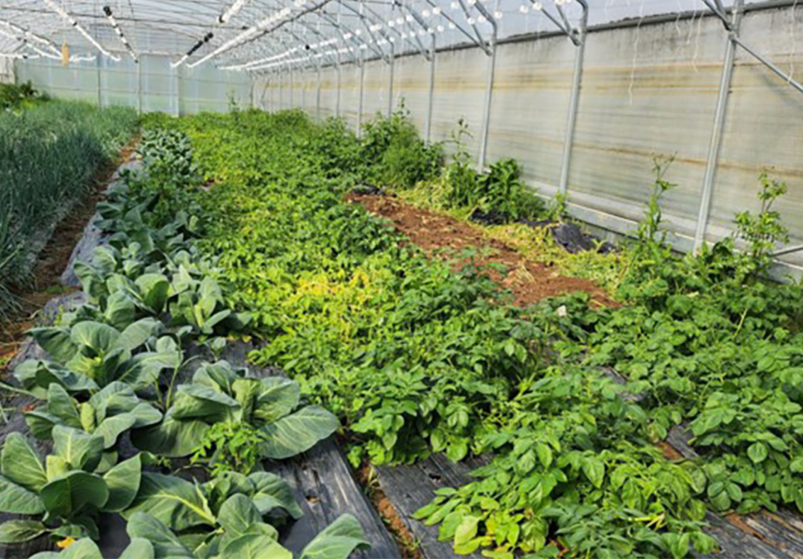 Serres des Princesses - du producteur au consommateur - Ferme Facile