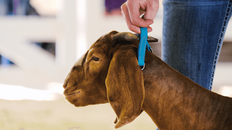 Home [www.cheyennecountyfair.com]