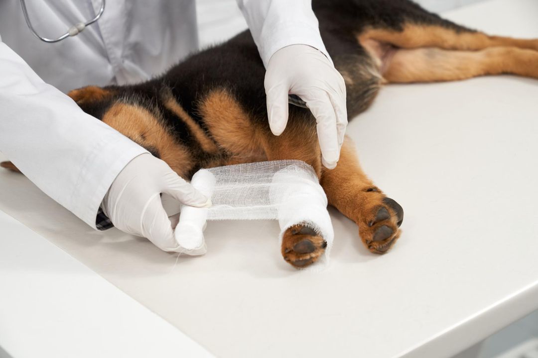Advanced Fracture and Dislocation Surgery for Pets | Houston Veterinary ...