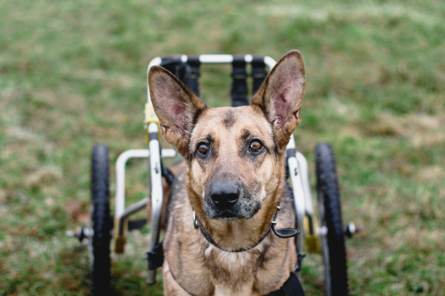 Compassionate Pet Amputation Surgery | Houston Veterinary Clinic