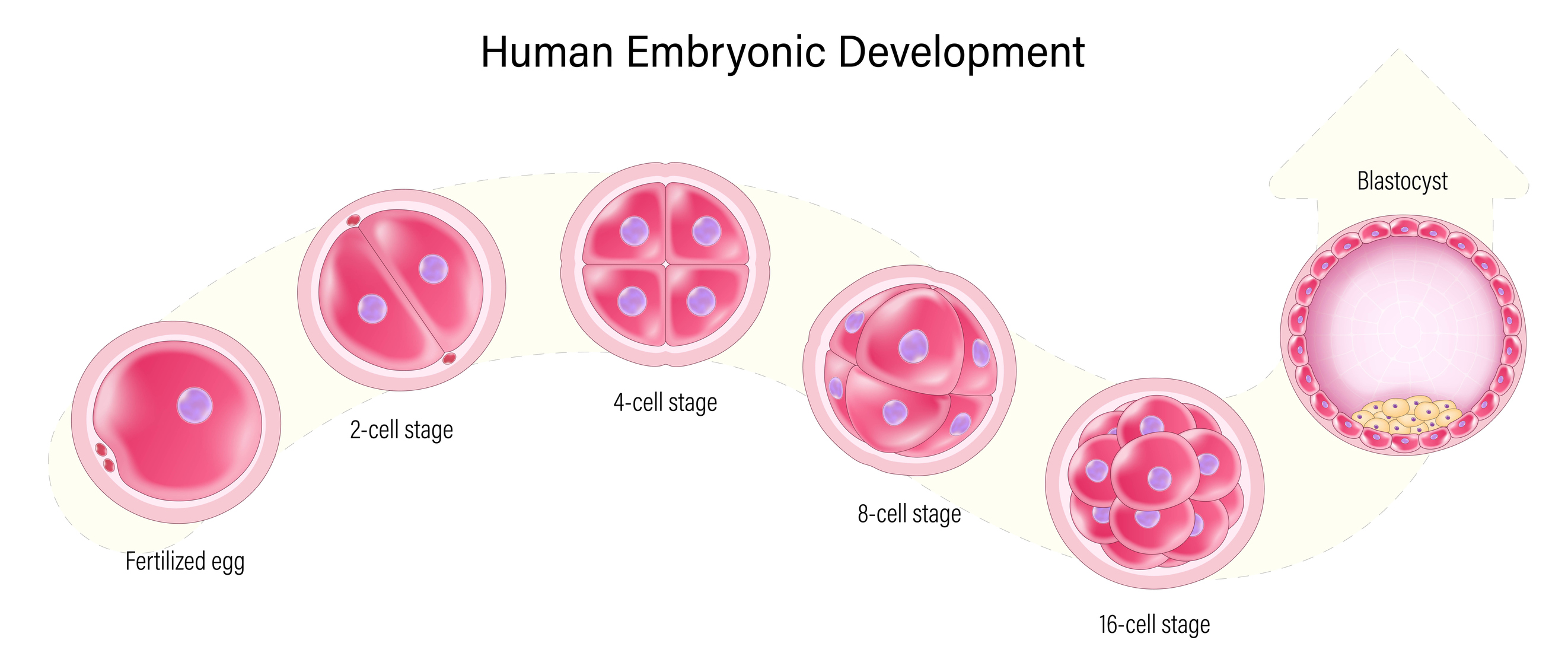 How Many Embryos to Transfer for IVF? | Fertilitywise