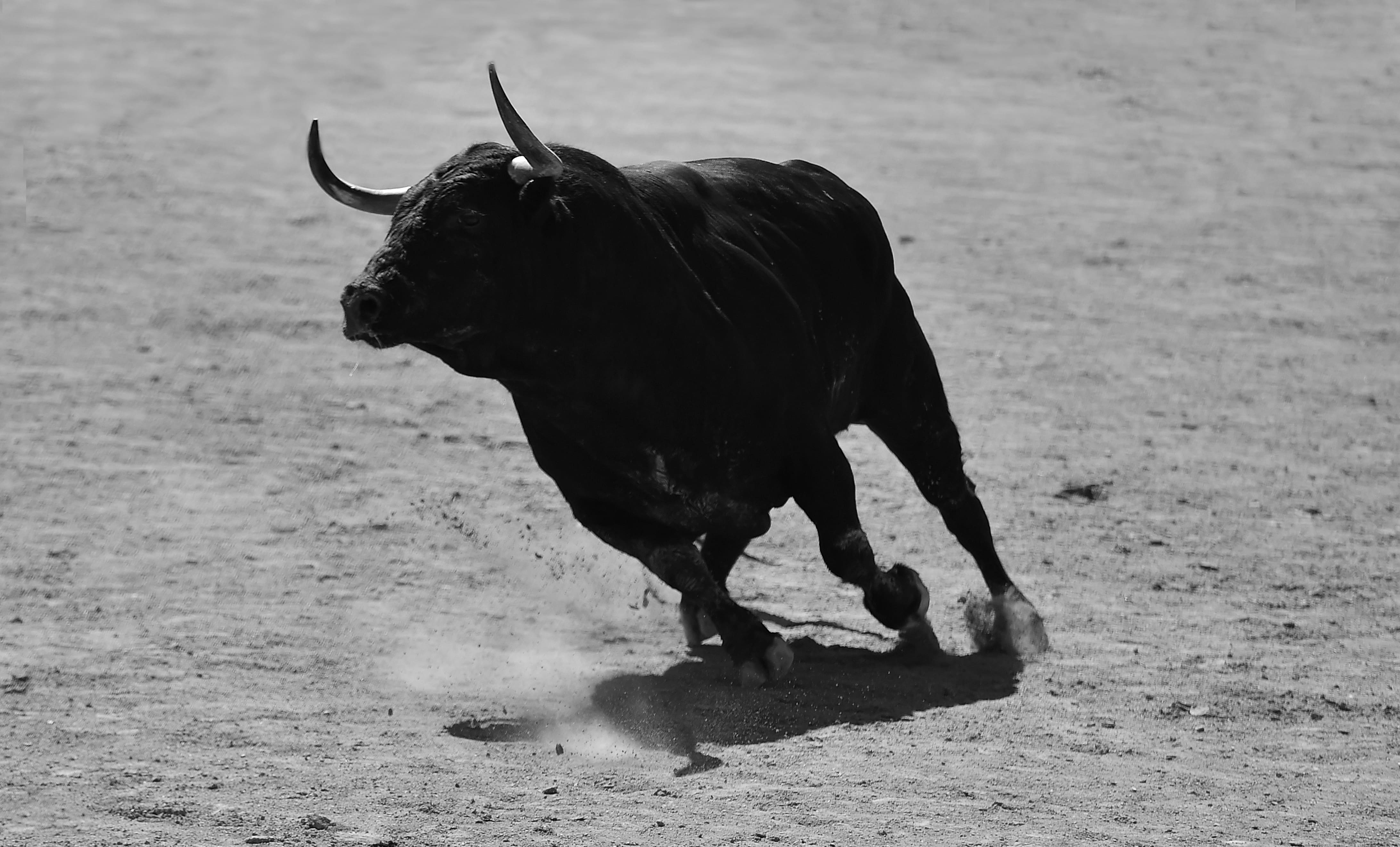MatraX Tyres - Bull-Inspired Excellence