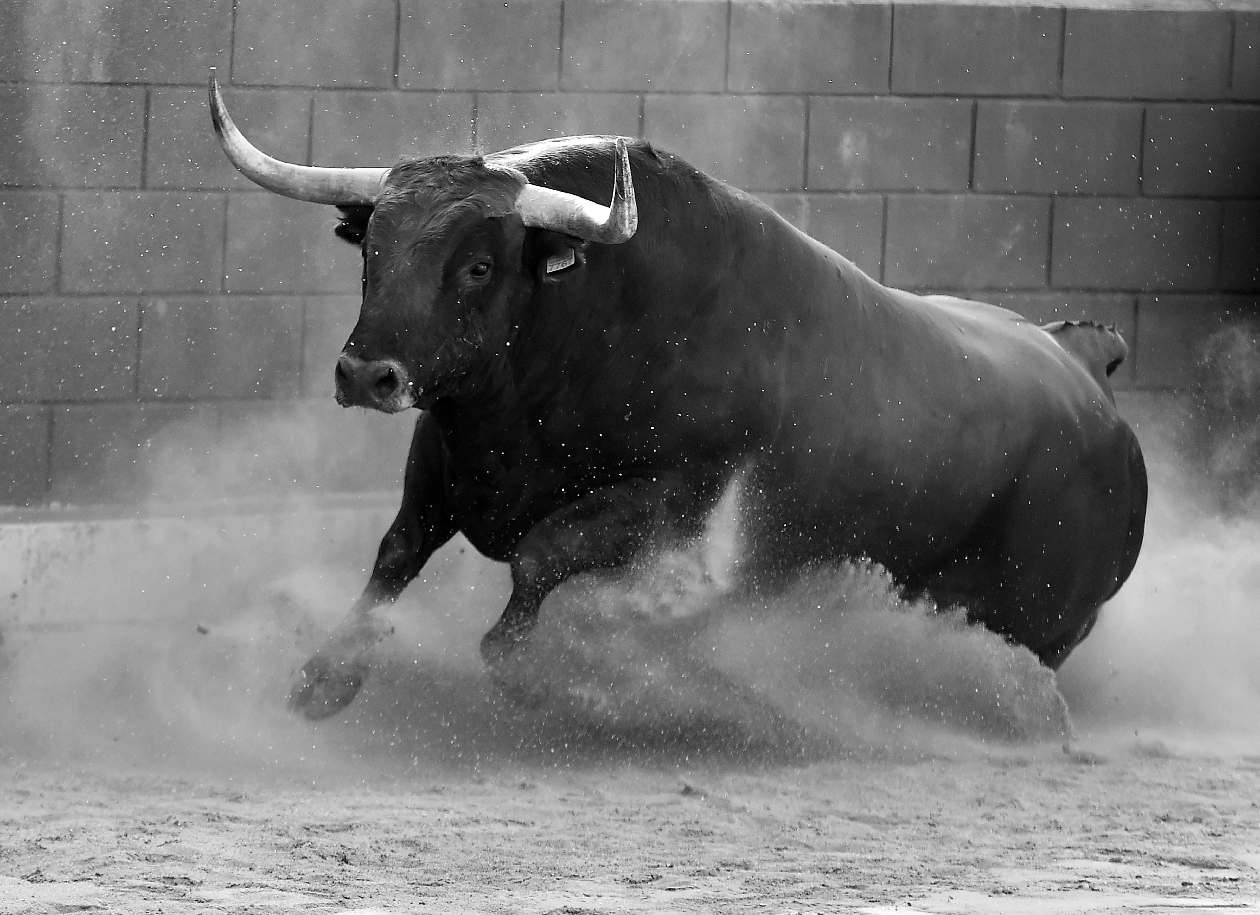 MatraX Tyres - Bull-Inspired Excellence