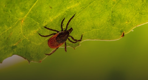 Ticks - Pest Control In Holland, MI | Empire Pest and Wildlife Control