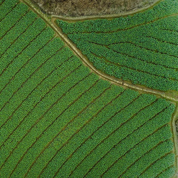 Crop Mapping in Southwestern Virginia