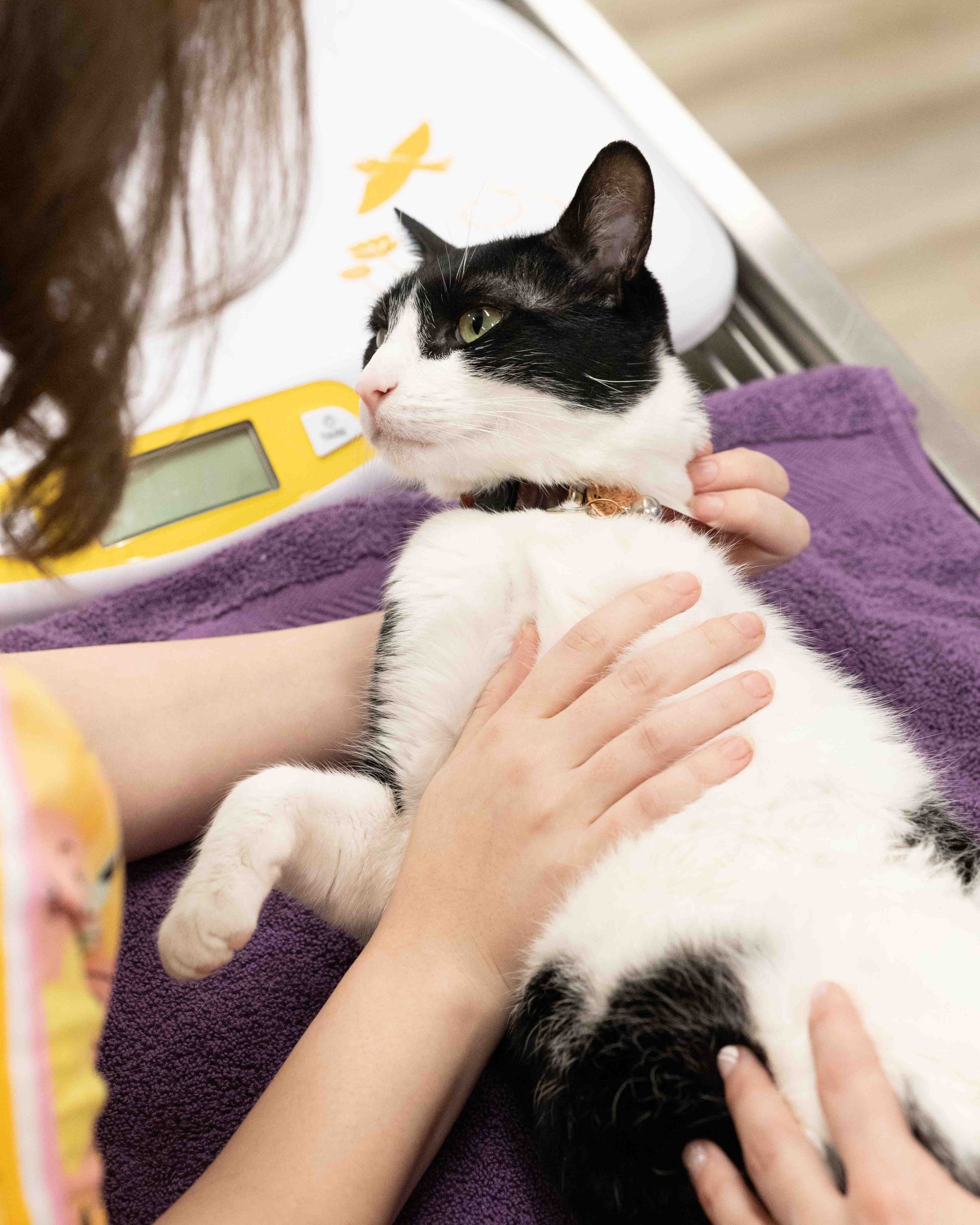 Feline Fine Cat Clinic –Cats ONLY Veterinary Clinic