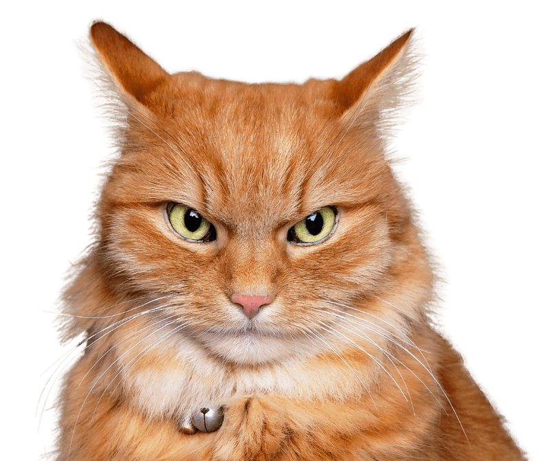 Feline Fine Cat Clinic –Cats ONLY Veterinary Clinic