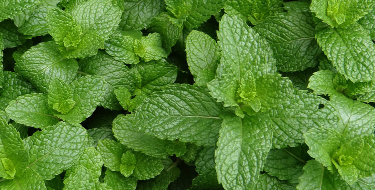 Menopause And Digestion Problems: Hormones and You