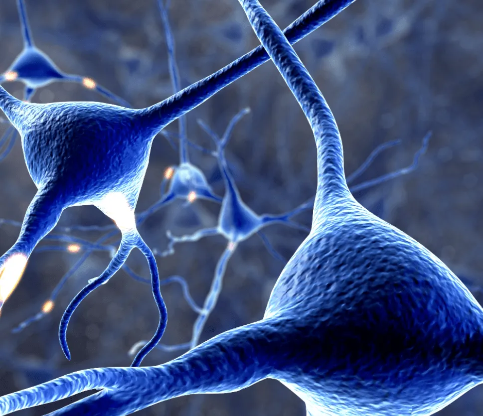 Connecting the Human Brain with DDI