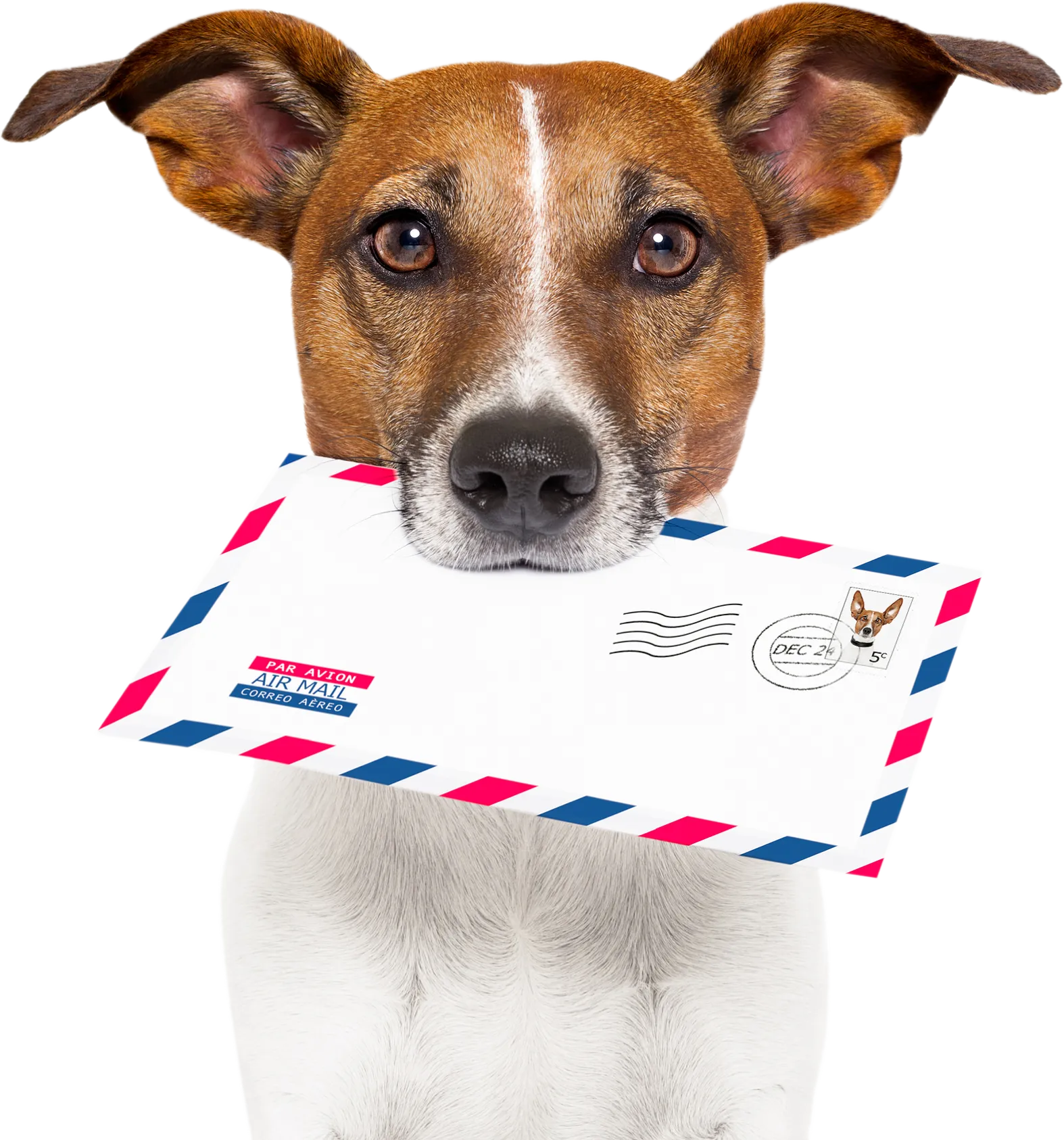 Contact OurPetPolicy | Support for Animal Management