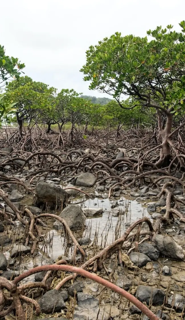 Senken | Leading Digital Carbon Market Enhanced by Defijn's Design Solutions