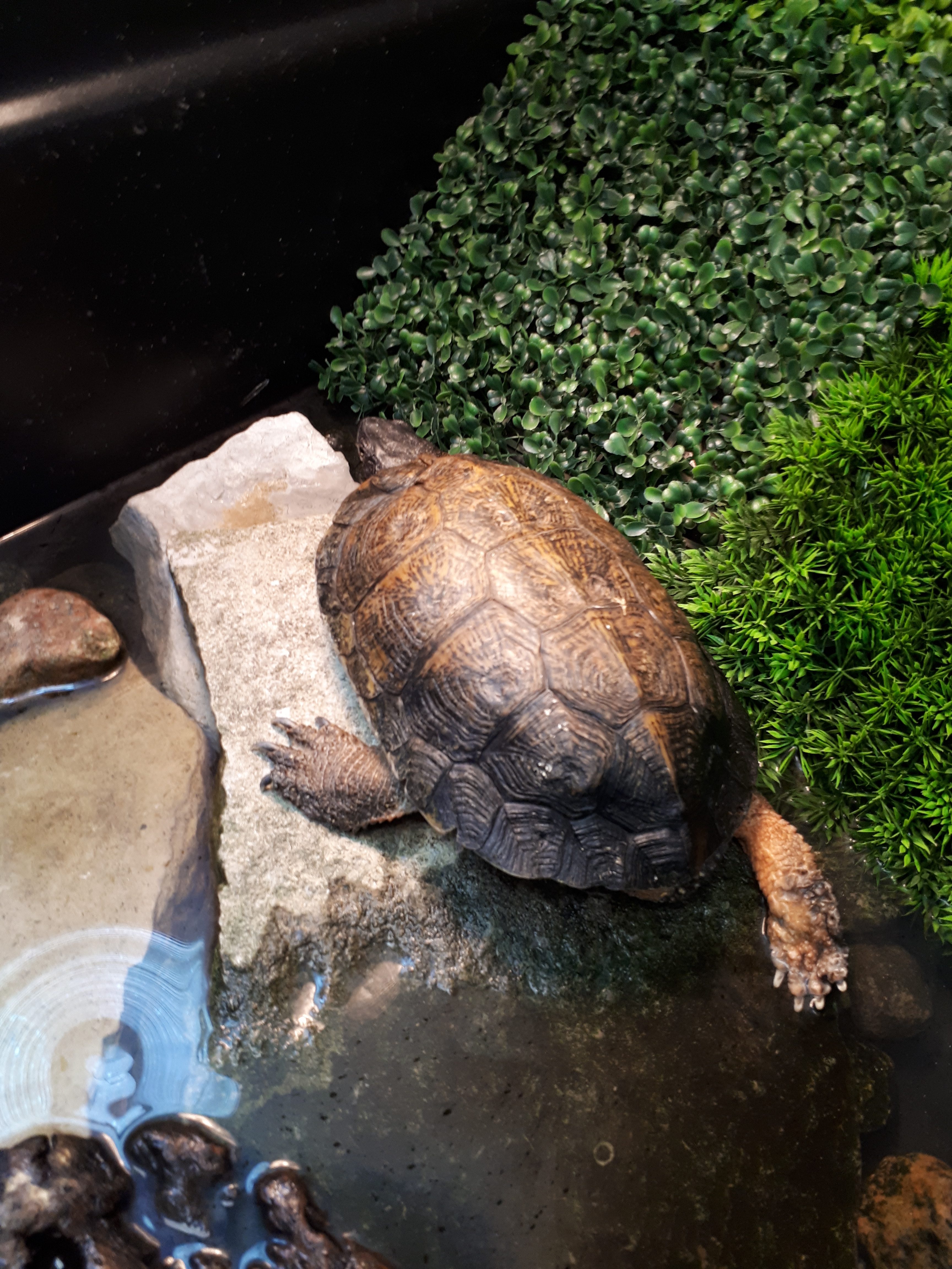 Raise A Little Shell: Turtle Conservation in Peterborough