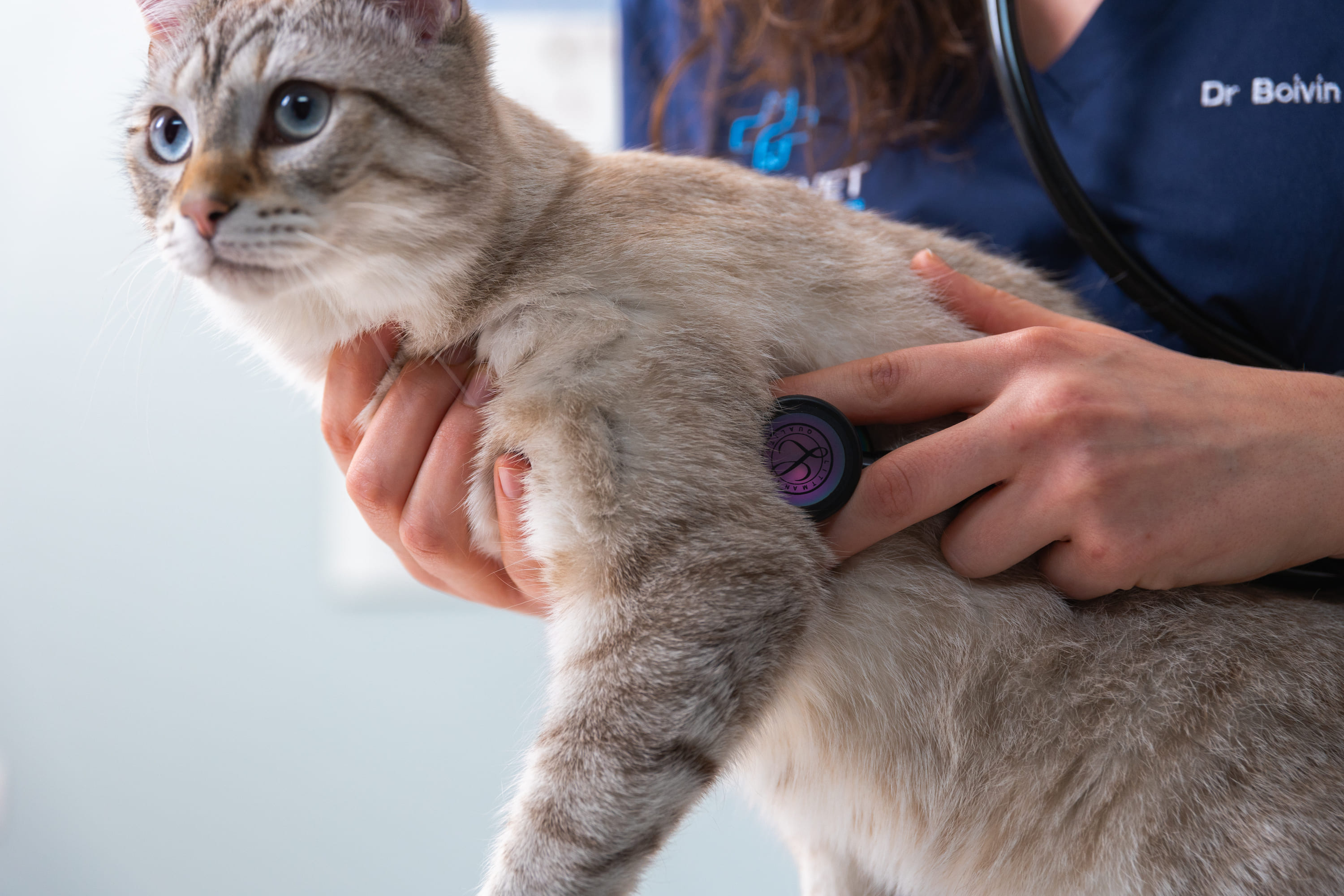 Nos services • Soins vétérinaires complets