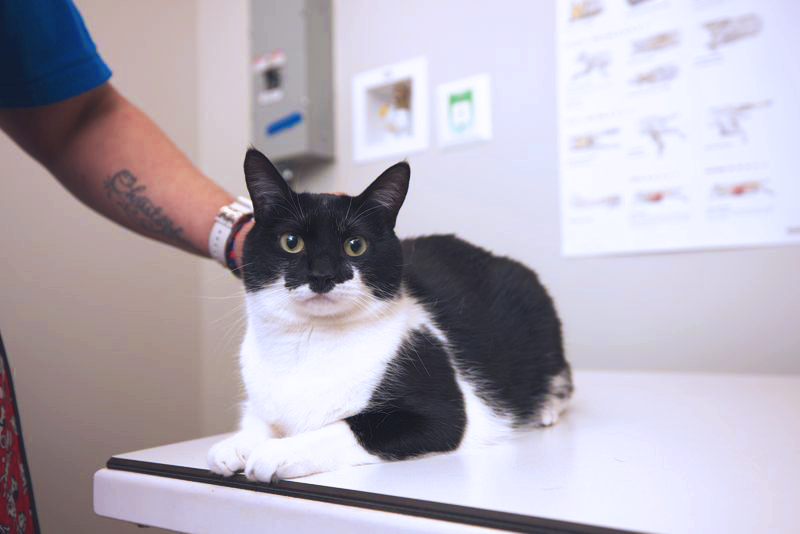 High-Quality Spay & Neuter in Philadelphia| Liberty Veterinary Clinic