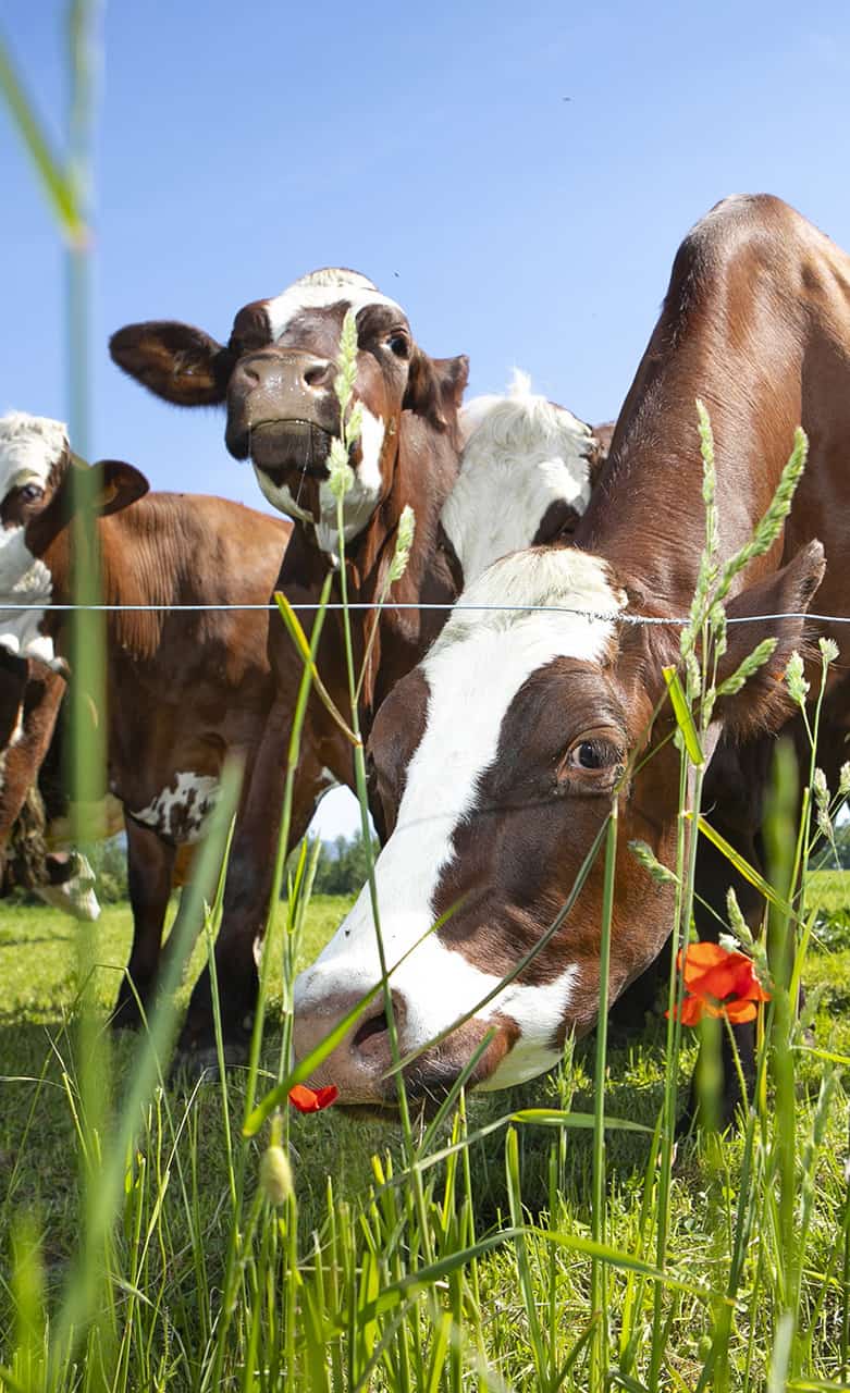 Innovate Dairy | Innovative Dairy Commodity Solutions