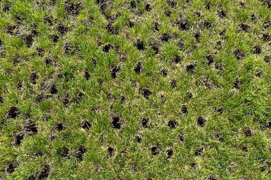 Lawn Aeration