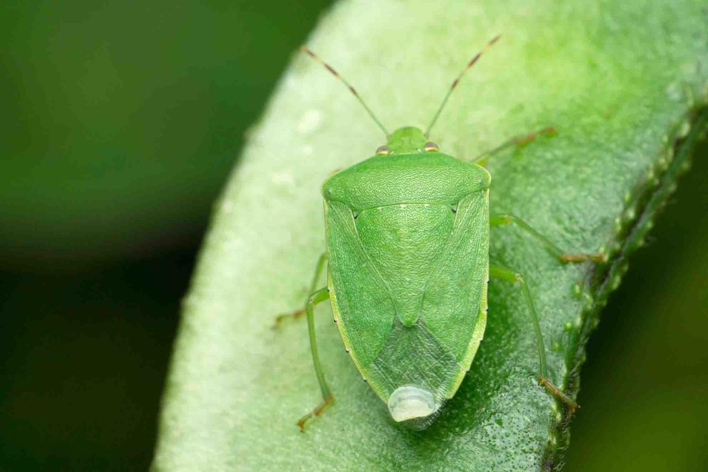 Be green Pro