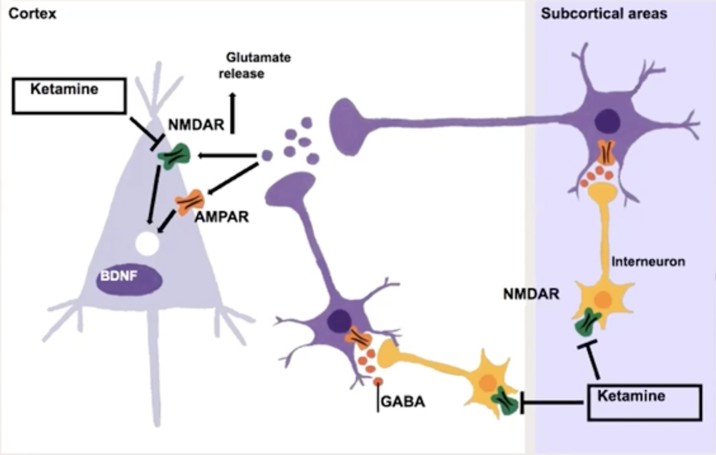 Ketamine and the Brain