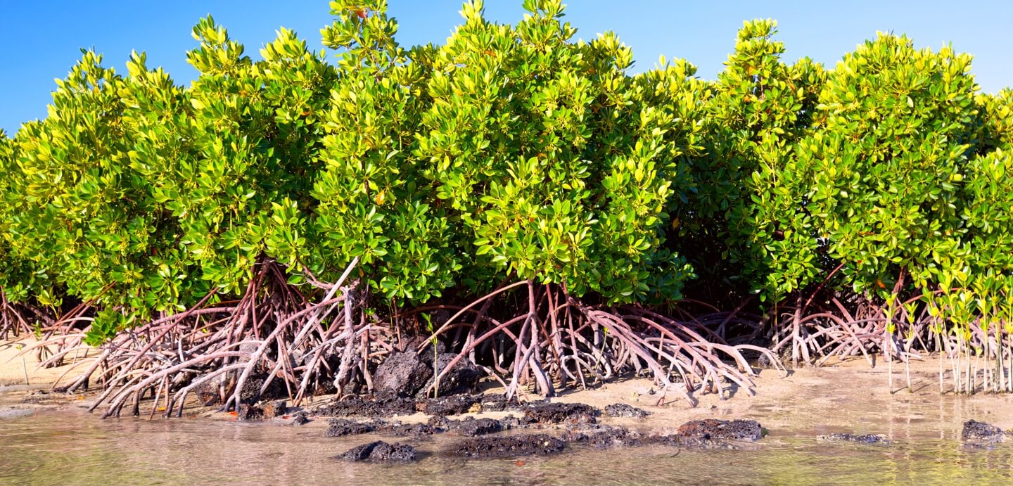 How planting mangrove trees boosts ecosystem health | SkootEco Blog