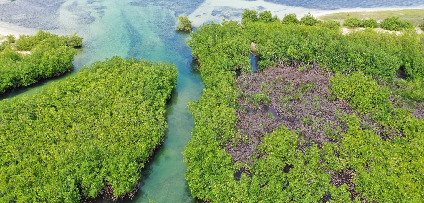 How planting mangrove trees boosts ecosystem health | SkootEco Blog