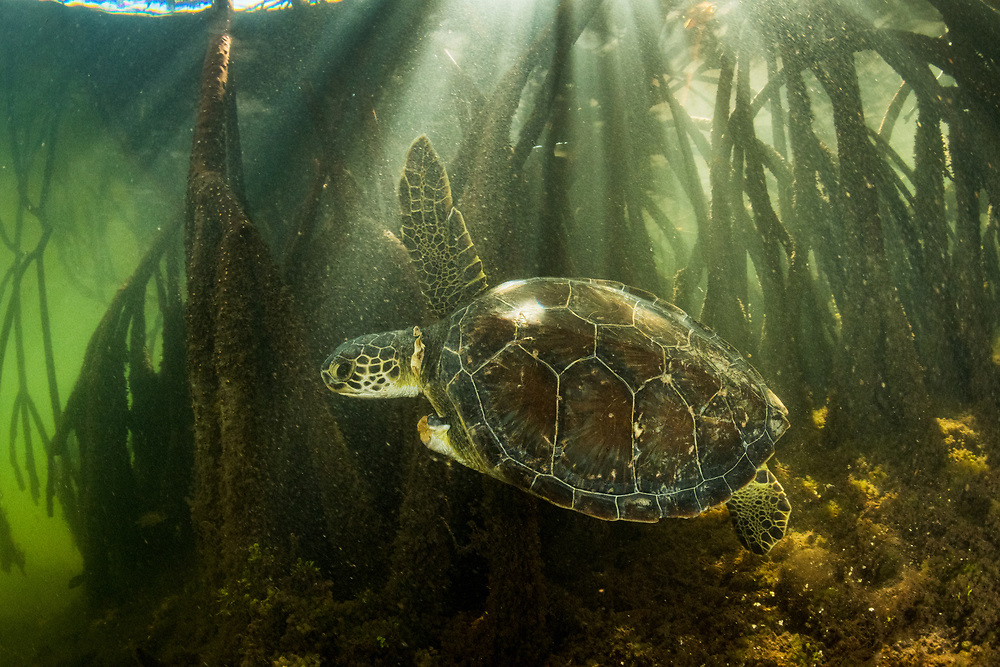 Life among the mangroves | SkootEco Blog