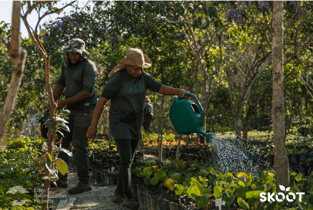 SKOOT reaches the 1 million tree milestone! | SkootEco Blog