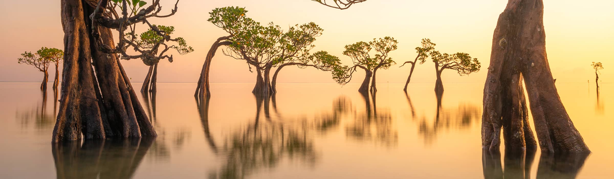 What is the lifespan of Mangroves & what happens to the carbon they ...