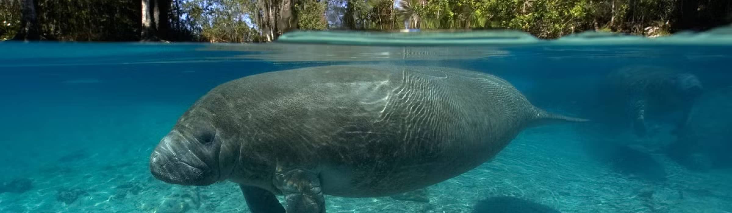 Life among the mangroves | SkootEco Blog