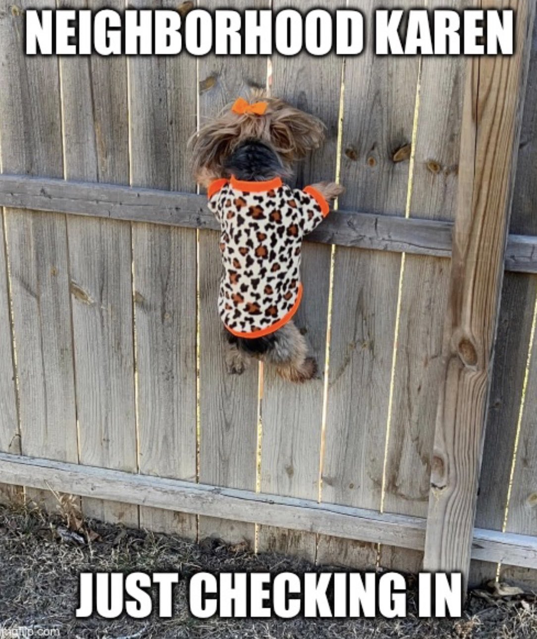 Funny neighbor memes