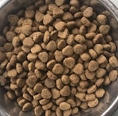 Dog Boarding in Cheshire - WAGs of Cranage