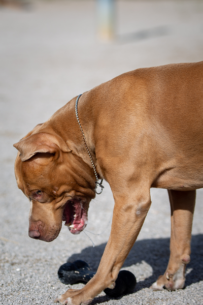 Pets Ahoy Animal Hospital