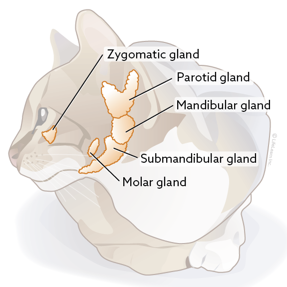 Pets Ahoy Animal Hospital