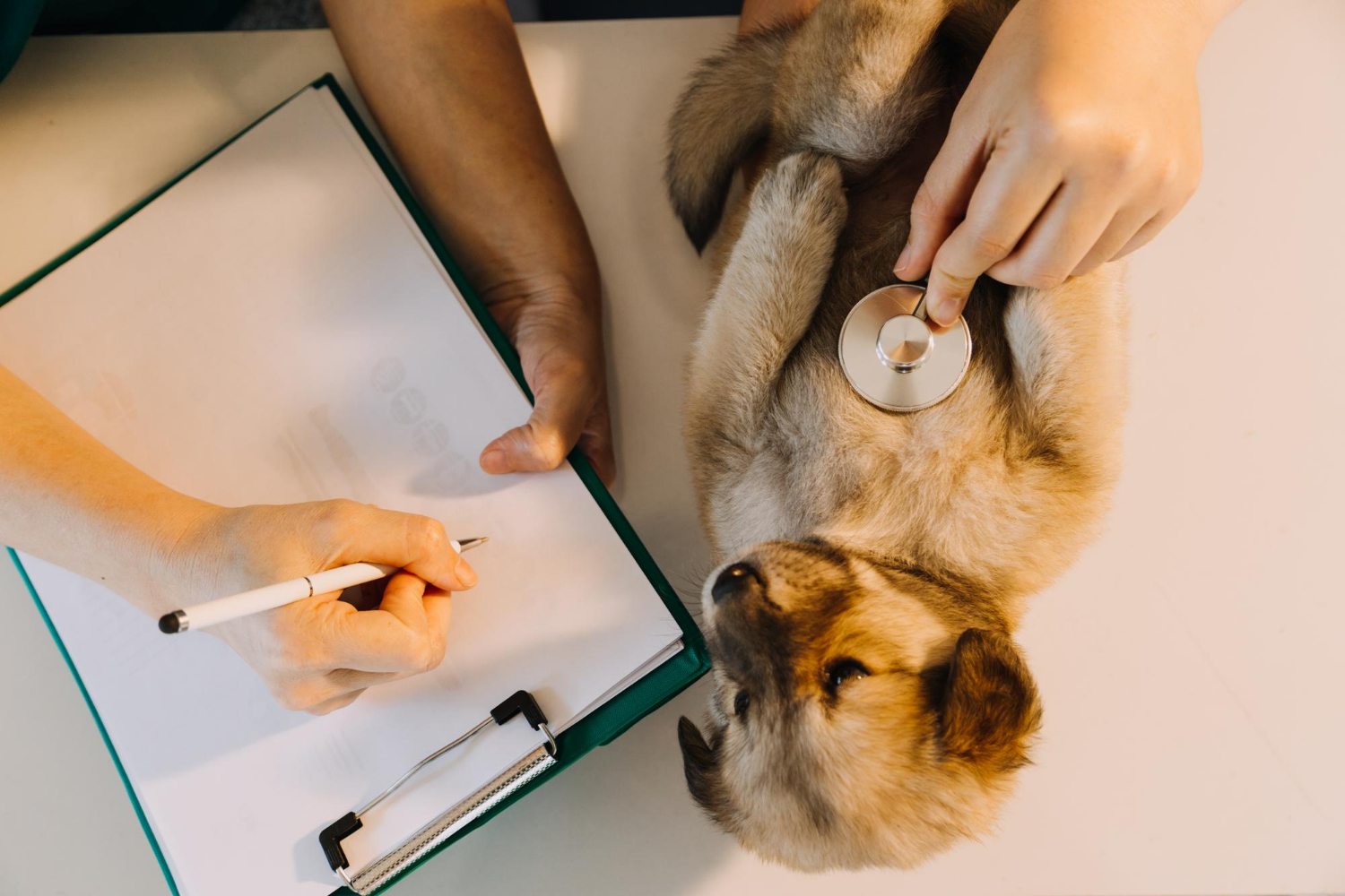 Comprehensive Health Screening Tests for Pets | Pets Ahoy Animal ...