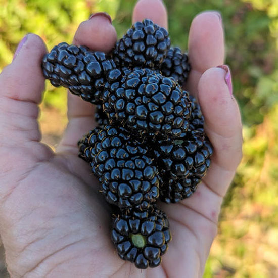 The Farms of Lake County