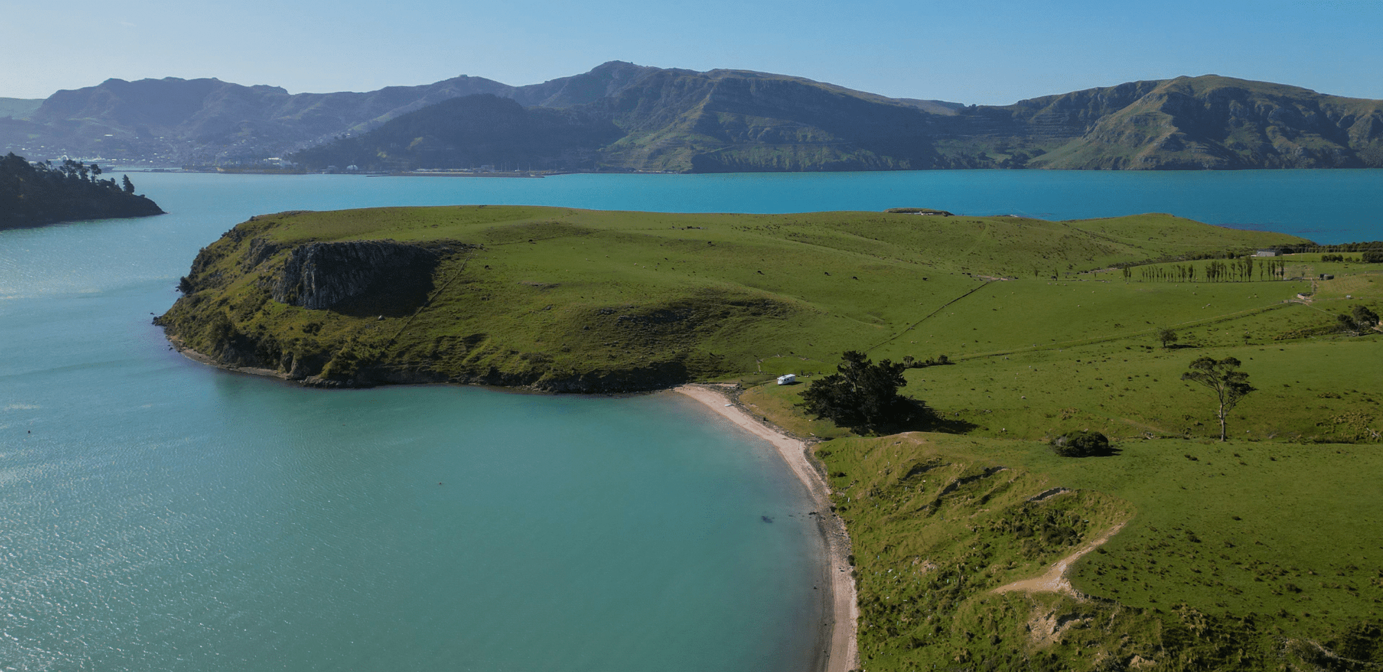 Kanuka / Kunzea ericoides - MyNativeForest