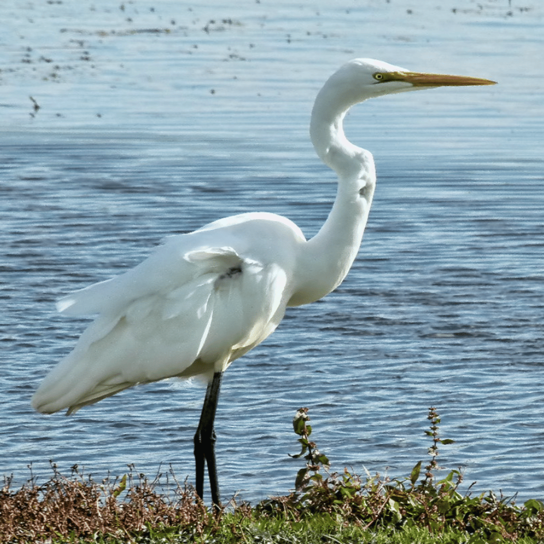 White Heron / Ardea modesta - MyNativeForest