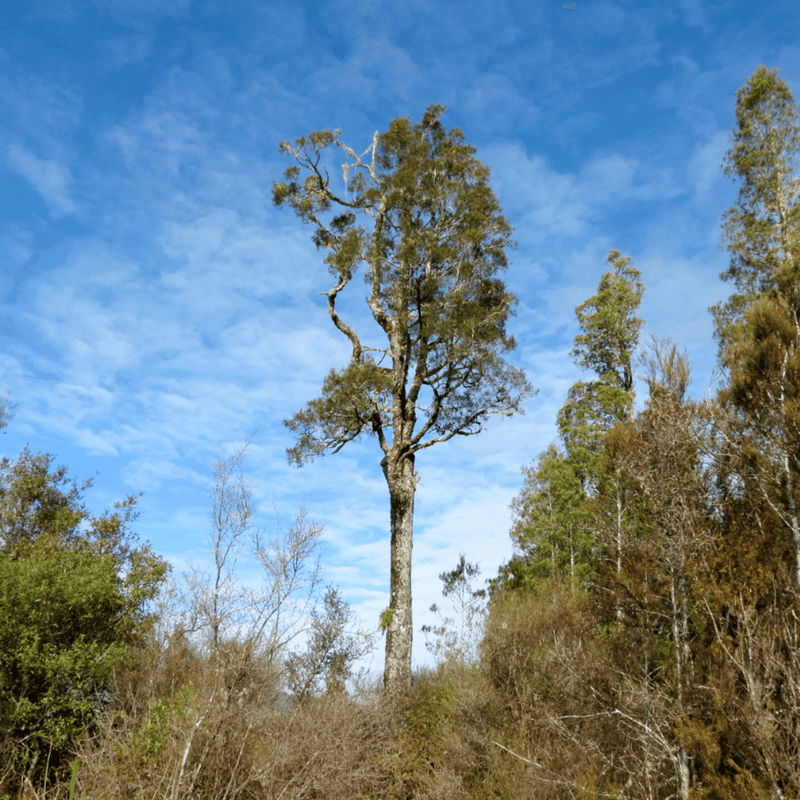 Kahikatea / Dacrycarpus dacrydioides - MyNativeForest
