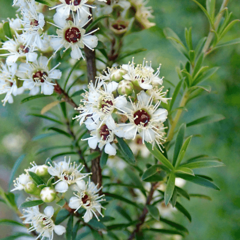 Kanuka / Kunzea ericoides - MyNativeForest